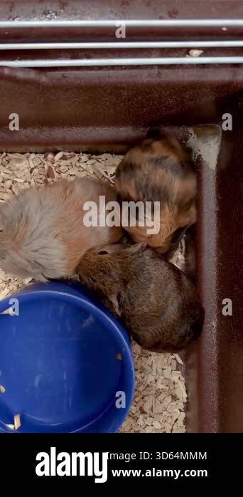 Cavia porcellus clean Stock Videos & Footage - HD and 4K Video Clips ...
