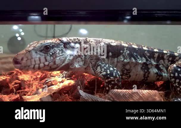 Close-up of a young tegu lizard through the glass of the terrarium ...