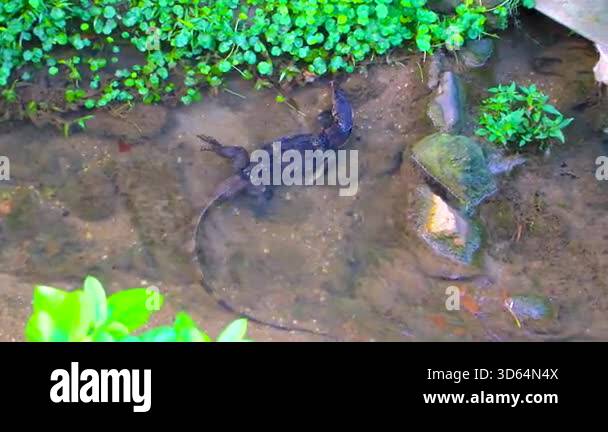 Large monitor lizard swims along tropical river in Patong Beach Kathu ...
