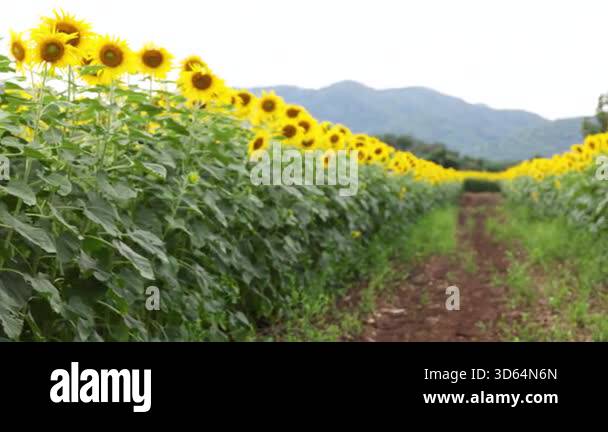 Sunflower Farm Path with Sunflower Rows and Sunflower Field Landscape ...