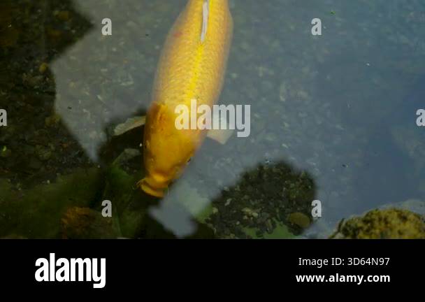 Golden koi fish eating algae or moss in the pond, Carp fish, showing ...