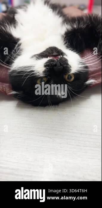 Veterinarian operates on a cat. Surgeons performing operation on cat on ...