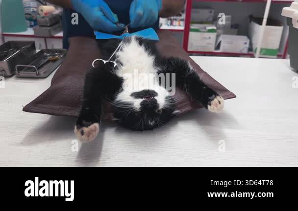 Veterinarian operates on a cat. Surgeons performing operation on cat on ...