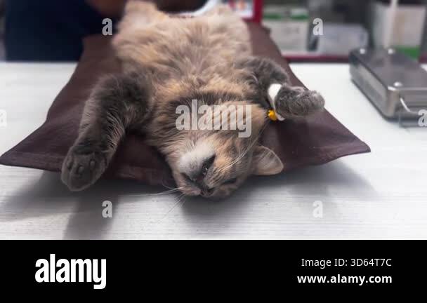Veterinarian operates on a cat. Surgeons performing operation on cat on ...