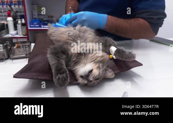 Veterinarian operates on a cat. Surgeons performing operation on cat on ...