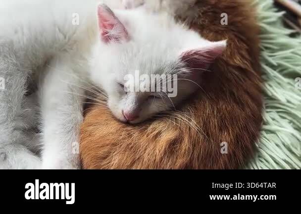 Two cute cats sleep sweetly in a shelter close up. Two cats sleep ...