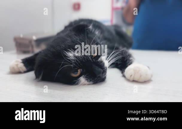 Black cat recovering from surgery. An exhausted black cat after surgery ...