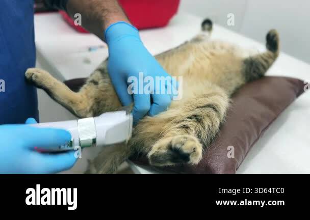 Veterinarian operates on a cat. Surgeons performing operation on cat on ...