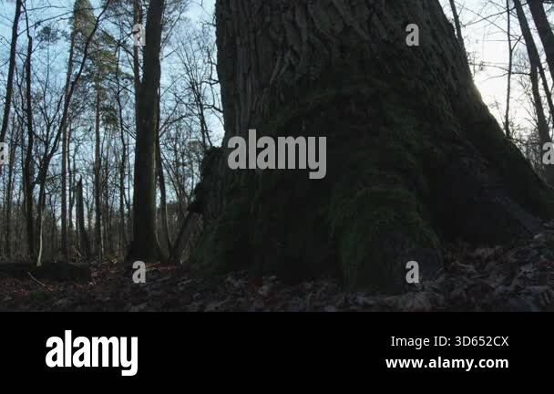 beautiful forest with a large tree and a lot of snow - capped trees ...