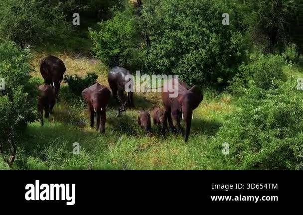 Majestic elephant herd wandering across verdant meadow, revealing ...