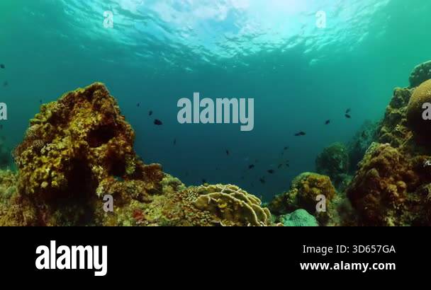 Blue sea life. Corals and tropical fishes, underwater life scene Stock ...