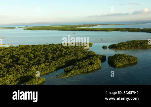 Beautiful view of mangrove forest in Olango Island Wildlife Sanctuary ...