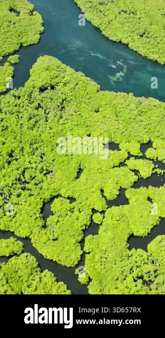 Clusters of mangrove with blue river channels forming natural patterns ...