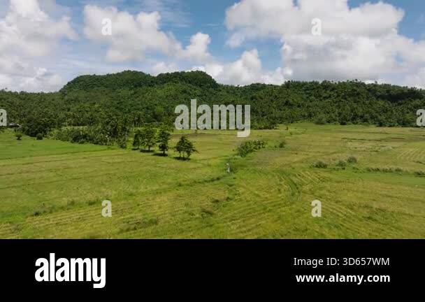 Green rice fields with scattered trees and forested hills under blue ...