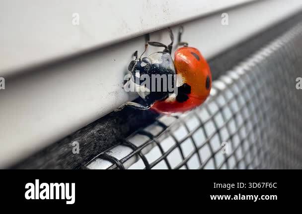 A vivid macro shot of a ladybug clinging to a surface, showcasing its ...
