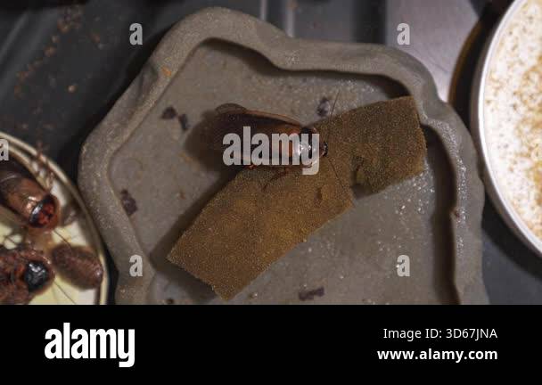 A video close-up of a dubia cockroach perched on a sponge inside a ...