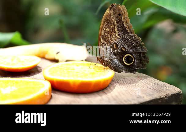 The striking Caligo memnon with its wings closed to protect it ...