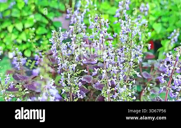 Purple coleus flower, small and delicate close-up macro shot with green ...