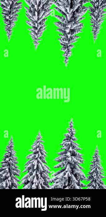 High Resolution Vertical VFX of a Tall Snow Covered Tree on Green ...