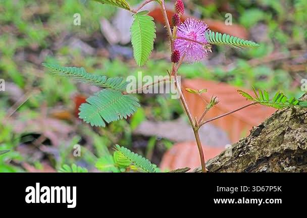 Mimosa pudica (delicate plant) leaves fold when shaken Stock Video ...