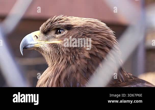 Close up portrait of majestic golden eagle behind enclosure. Powerful ...
