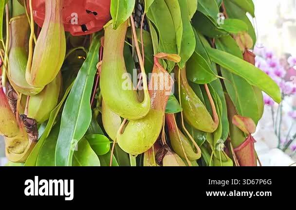 Insectivorous pitcher plant sarracenia Stock Videos & Footage - HD and ...