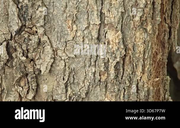 Tree bark layer beginning to peel away, showing natural texture and ...