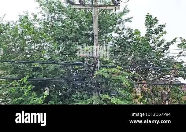 Messy communication cables tangled around electric poles and tree ...