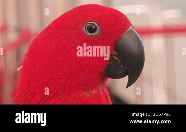 A bright red parrot with big, adorable eyes Stock Video Footage - Alamy