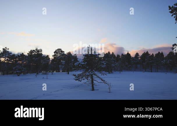 Timelapse of changing light and shadow around a tiny tree in the polar ...
