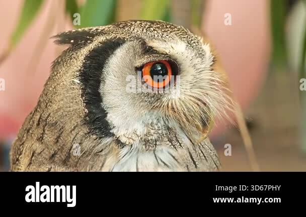 Owls round face Stock Videos & Footage - HD and 4K Video Clips - Alamy