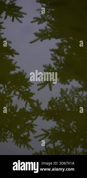 Green branches of spruce trees reflected in the surface of the lake ...