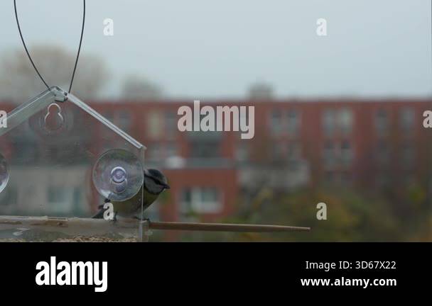 A Blue Tit Cyanistes caeruleus lands at the feeder edge. The colorful ...