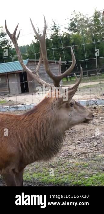 Reindeer enclosure Stock Videos & Footage - HD and 4K Video Clips - Alamy