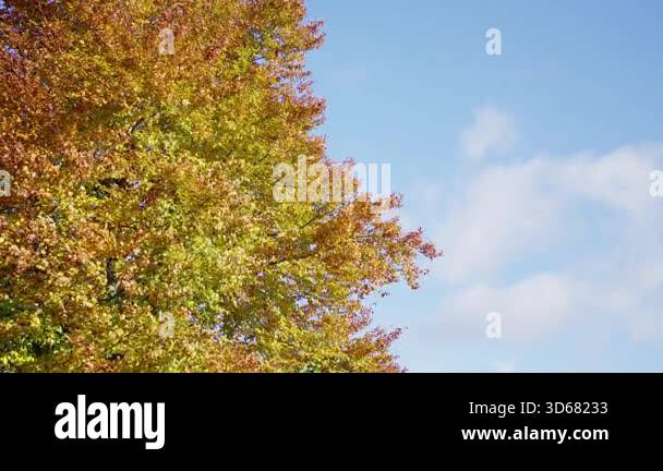 vivid fall foliage sweeping shot, outdoor scene showcasing colorful ...