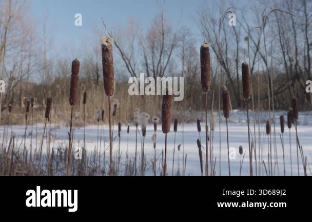 Adult cattails typha reed plants disperse seeds by the frozen lake ...