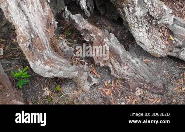olive tree closeup, intricate closeup highlighting deep knots and moss ...