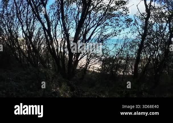 Coastal landscape dense trees Stock Videos & Footage - HD and 4K Video ...