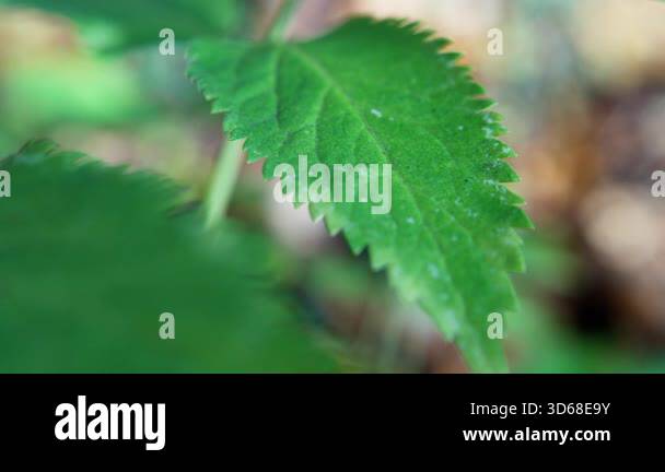 Toothed edges on leaves Stock Videos & Footage - HD and 4K Video Clips ...