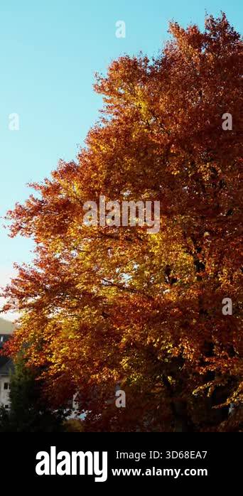 vertical autumn tree in golden light, amber leaves glow during late ...