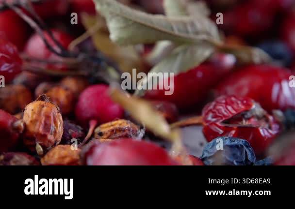 natureinspired berry display, scattered botanical elements showcasing ...