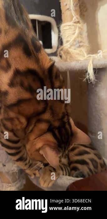 Bengal cats having fun Stock Videos & Footage - HD and 4K Video Clips ...