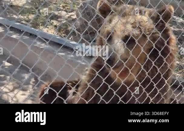 A brown bear is seen up close behind a chain-link fence in an outdoor ...