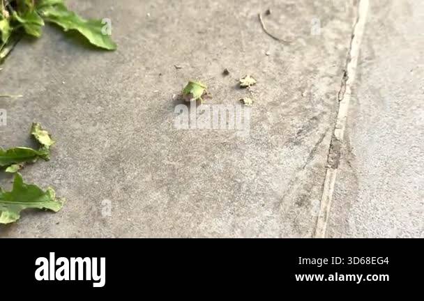 Green shield bug Palomena prasina, small beetle on concrete next to ...