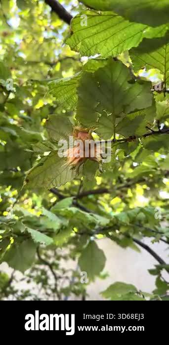Hazelnut on tree, unripe hazelnut, hazelnut tree. High 4k quality Stock ...