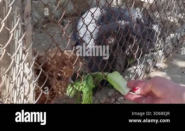 A person feeds fresh vegetables to a rabbit through a chain-link fence ...