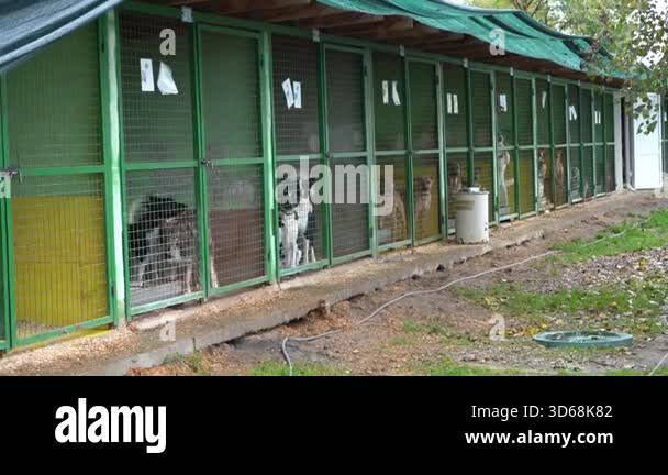 Dogs in an animal shelter enclosure. A dog barking. Animal welfare. Adopt pet Stock Video ...