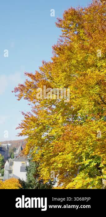 seasonal nature imagery, scenic portrait capturing sunlight shimmering ...