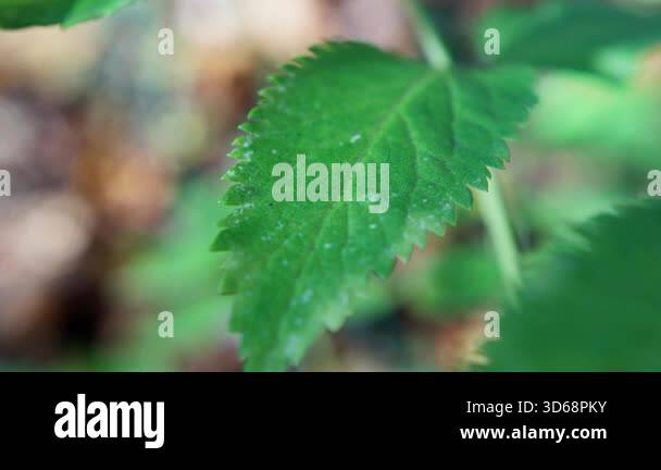 forest floor illuminated with textured and shaded leaves, closeup of ...