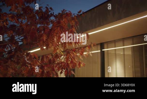 Red oak tree leaves sway gently in the breeze at dusk, illuminated by a ...